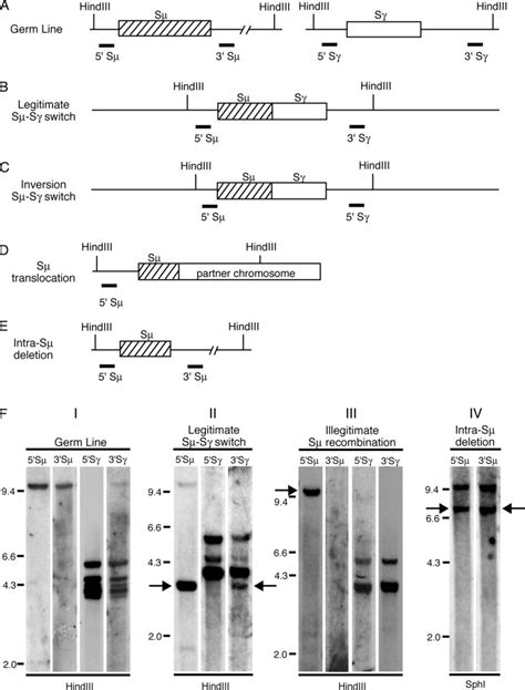 Analysis Of Class Switch Recombination By Southern Blot Ae The