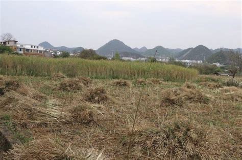 2024万峰林景区游玩攻略 听说兴义的万峰林在油菜花的 去哪儿攻略