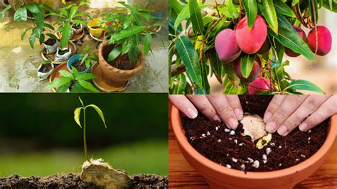 How To Plant A Mango Seed And Grow Your Own Tree Green
