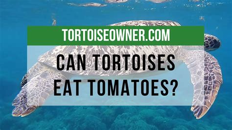 Can Tortoises Eat Tomatoes Exploring The Answer And Health Benefits