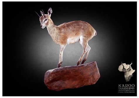 Klipspringer Mounts
