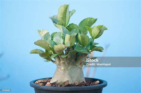 Adenium Obesum 나무 또는 사막 로즈 In Flowerpot 0명에 대한 스톡 사진 및 기타 이미지 0명 관목