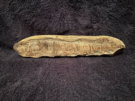 Yahooオークション 古代魚 化石 ブラジル産