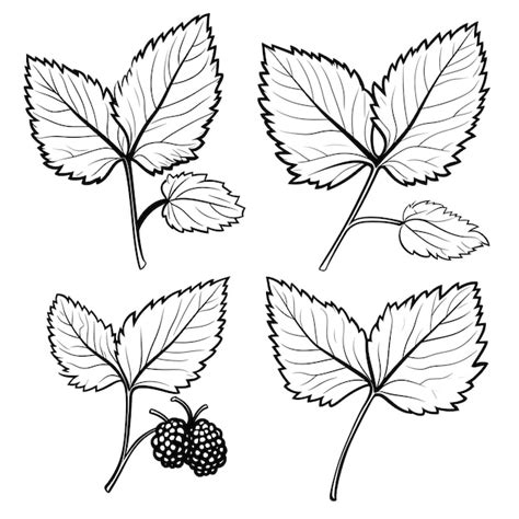 Premium Photo Hand Drawn Raspberry Leaf Outlines Black Color On White