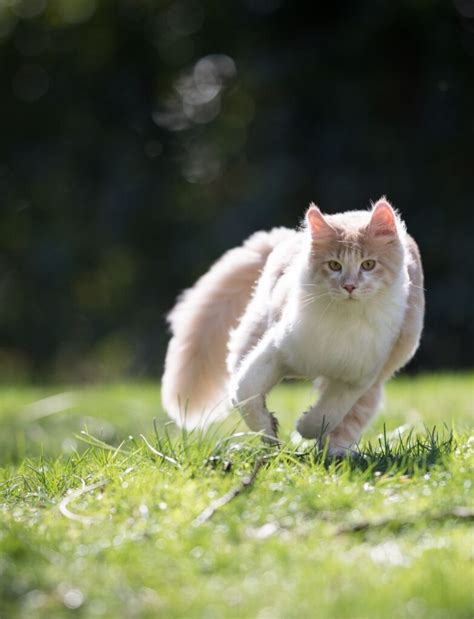 Perché I Gatti Iniziano A Correre Improvvisamente In Giro Per Casa
