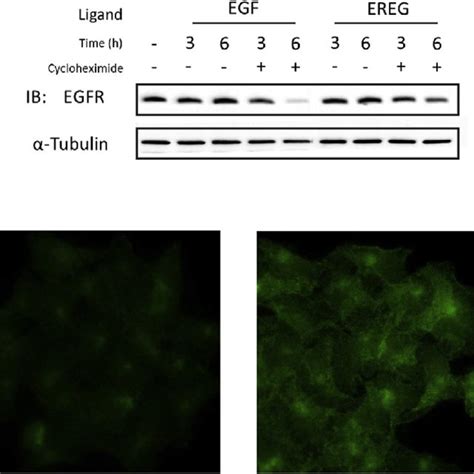 Pdf Epiregulin Blocking Antibody Inhibits Epiregulin Dependent Egfr