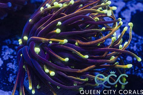 Jester Gold Torch Wysiwyg Queen City Corals