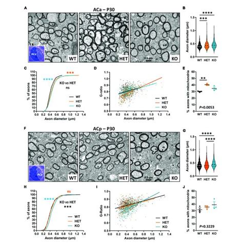 Corpus Callosum CC Morphology In Adult Mice Representative Images Of Download Scientific