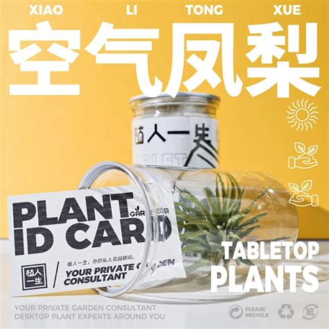 植人一生空气凤梨四季创意伴手礼室内办公桌茶几窗台盆栽植物花园 淘宝网 花瓣网