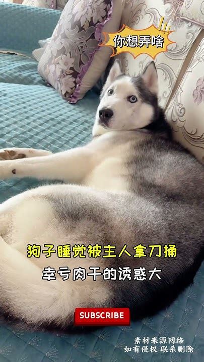 狗子睡覺被主人拿刀捅，當看到主人拿出的肉幹，立馬被好吃的吸引！pets Cuteanimal 萌宠 Youtube