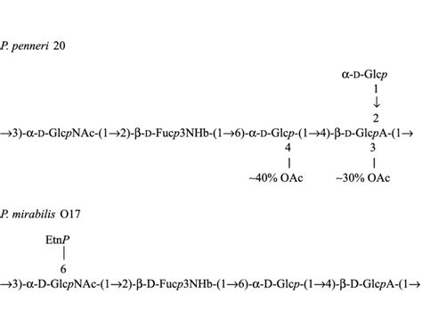Structures Of The Ops Of The Cross Reactive Lps From P Penneri 20 And