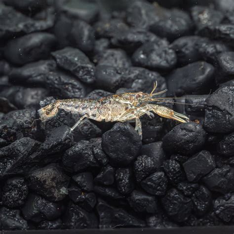 Freshwater Crayfish For Sale Dwarf Crayfish