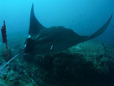 Underwater ‘listening Stations Track Reef Manta Rays In Mozambique