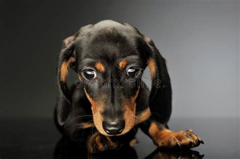 Toma De Estudio De Un Adorable Cachorro Dachshund Imagen De Archivo