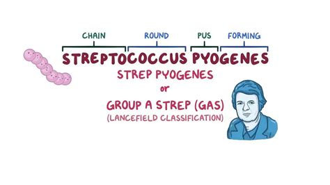 Streptococcus Pyogenes Group A Strep Video Causes And Meaning Osmosis