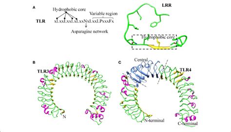 Structure Of Leucine Rich Repeats A Lrr Consensus Repeats For