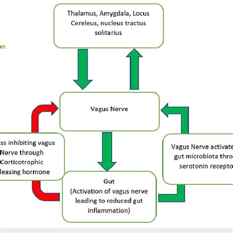 Pathogenesis Of Ibd Through The Gut Brain Axis Download Scientific Diagram