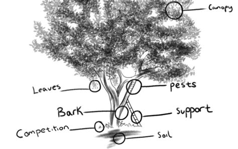 How To Prune Apple Trees In 4 Steps Utopia