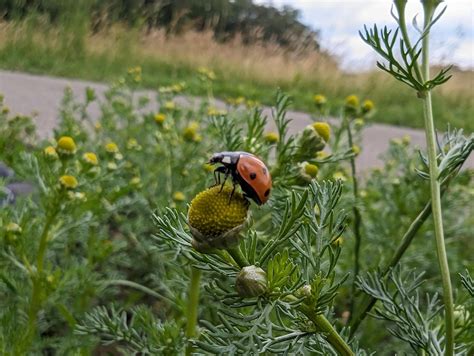 Ladybug Pixel 7 Pro Rpixelography