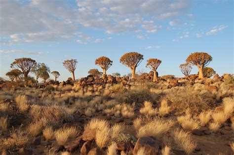 Quiver Tree Forest Namibia Amusing Planet
