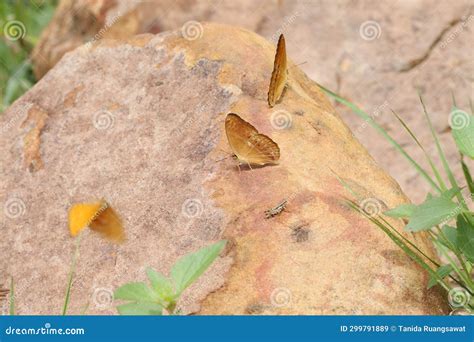 Butterfly Eating Salt On Ground At Pang Sida National Park Thailand
