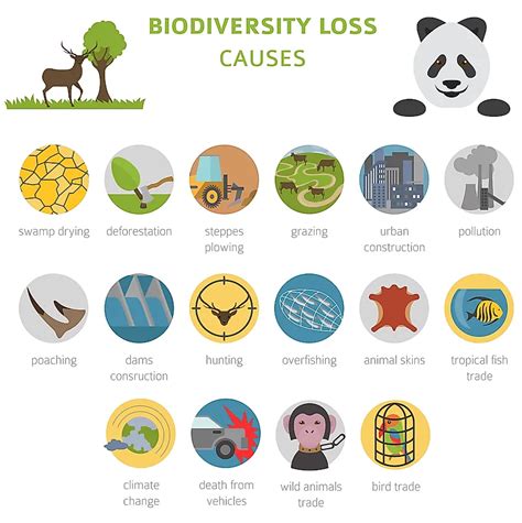 What Is Biodiversity