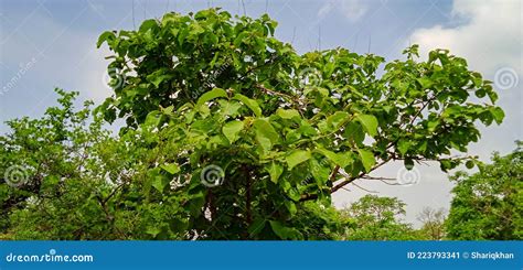 Indian Forest Broad Leaved Tree With Cloudy Sky In The Background Stock