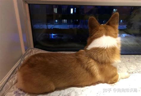 公狗没了“蛋蛋”后，这些变化太明显了！ 知乎
