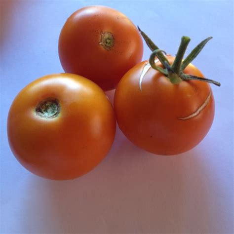 Auriga Rajčica Sjeme