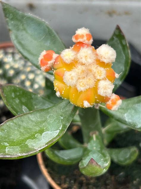 Astrophytum Asterias Orange Ooibo Cactuses Astrophytum Kaktusy