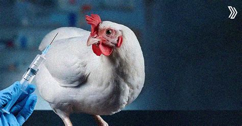 Broiler Vaccination Schedule Livine