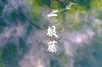 之江新语短视频⑫一根藤 凤凰网视频 凤凰网