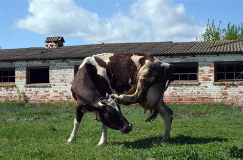 The Radioactive Animals Of Chernobyl