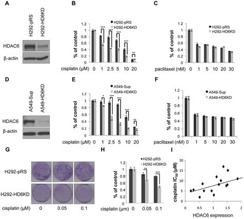 H292 Cells Were Transfected With Scramble Shrna Or Shrna Against