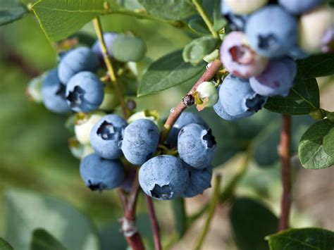 O Que Depositar Ou Não Depositar No Ecoponto Amarelo