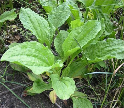 Plantago major Plantain 車前草 Che qian cao Daun sendok Malaysia