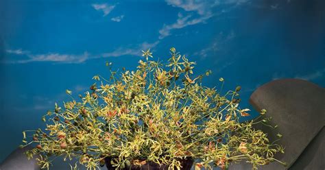 The Lethal Beauty Of The Gloriosa Lily Rnytimes
