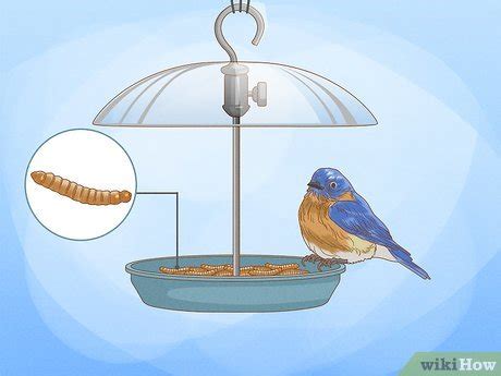 How To Attract Bluebirds Best Methods