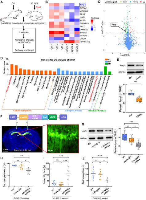 Ca1 Hippocampal Neuronal Nhe1 Protein Expression Is Decreased In Cums