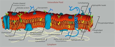 Intracellular Fluid Vs Extracellular Fluid Biology Dictionary