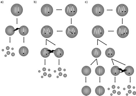 Xii42 Contemporary Forms Of Reduction Division Ie Creation Of A