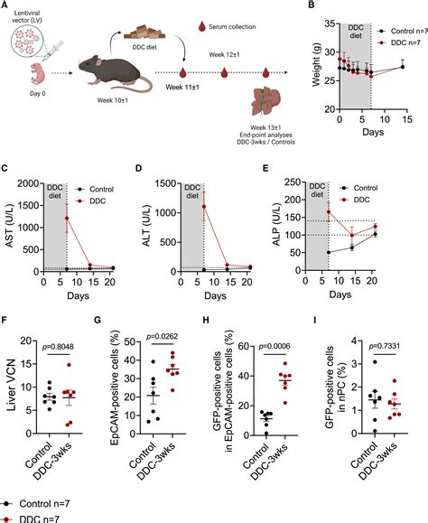 Identification Of Hepatocyte Primed Cholangiocytes In The Homeostatic Liver By In Vivo