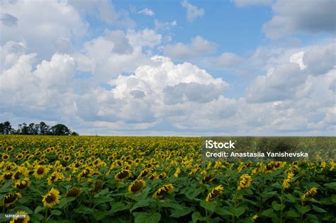 푸른 흐린 하늘 배경에 해바라기 밭 텍스트를 위한 공간을 복사합니다 금빛 석양에 자연 식물학을 배경으로 한다 노란 해바라기 밭에 석양이 떠오른다 여름 풍경에 꽃이 만발한