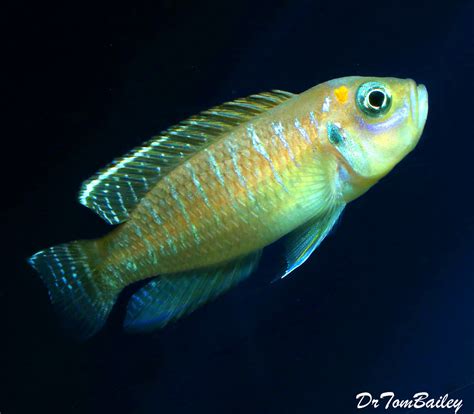 Premium Rare Brevis Shell Dwelling Cichllid From Kigoma On Lake