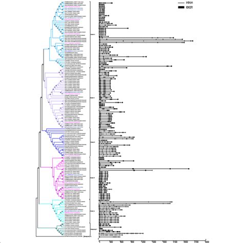 Phylogeny And Schematic Diagram For Intronexon Organization Of Mgt