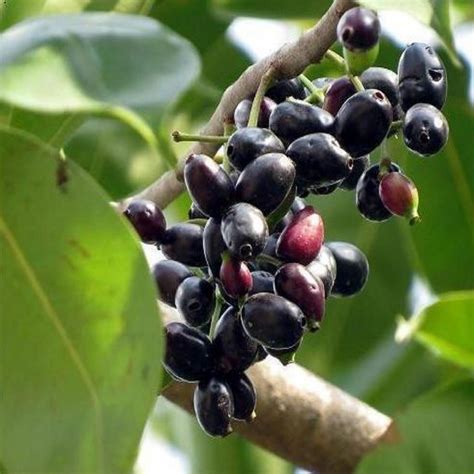 Jamun Fruit Jamun Fruit Of Indisch Bramenfruit Dat Aan De Boom Rijpt