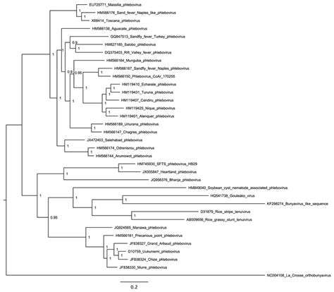 bayesian maximum likelihood ml phylogenetic tree for the