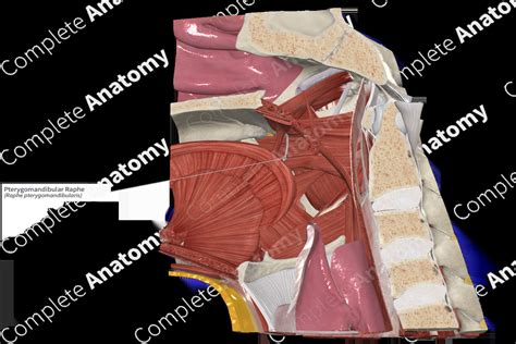 Applied Anatomy Of The Pterygomandibular Space Improv