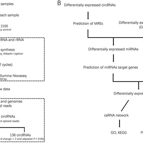 A Circrna Sequencing Library Construction Method Sequencing Protocol