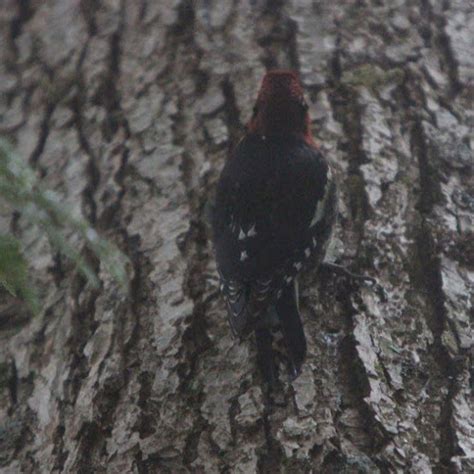 Stream William Bartolo Music Listen To Songs Albums Playlists For Free On Soundcloud